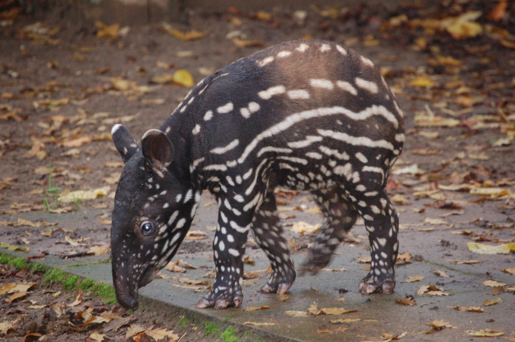 Thailand's Top 5 Cutest Baby Animals | Bangkok Beyond Blog